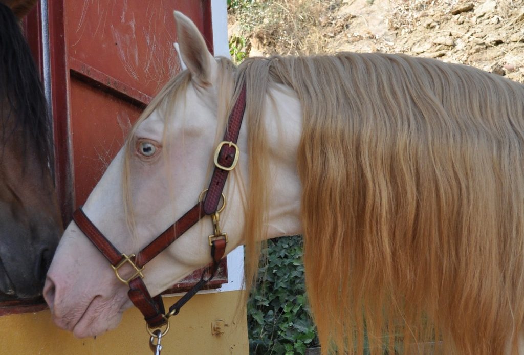 Farbgenetik beim Pferd – Die Aufhellung der Grundfarbe – LABOGEN