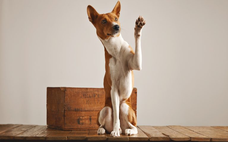 LABOGEN – Ihr Experte für Tiergenetik – Wo Erfahrung auf Qualität trifft